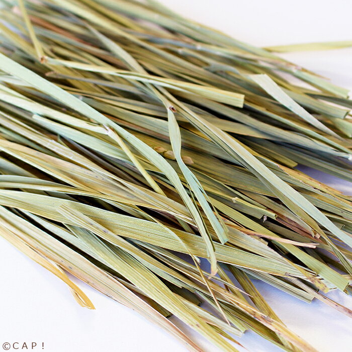 農薬・化学肥料不使用のJAS認定品の稲穂の葉っぱです。 手作りおもちゃの素材や小動物のおやつとしてお使いください そのまま与えても、他のおもちゃに挿しても楽しく安心して遊べます。 たまに残った実がついていることもあります♪ 実や茎が付いてい...