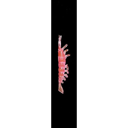 L：30mm　ピンク　※掲載している商品の画像は代表画像を表示している場合があります。また実際と色が違って見える場合があります。あらかじめご了承ください。●強度抜群！超ソフト伸びる素材！●サビキや吹流し仕掛けにつけて疑似餌感覚で使用●サイズ...