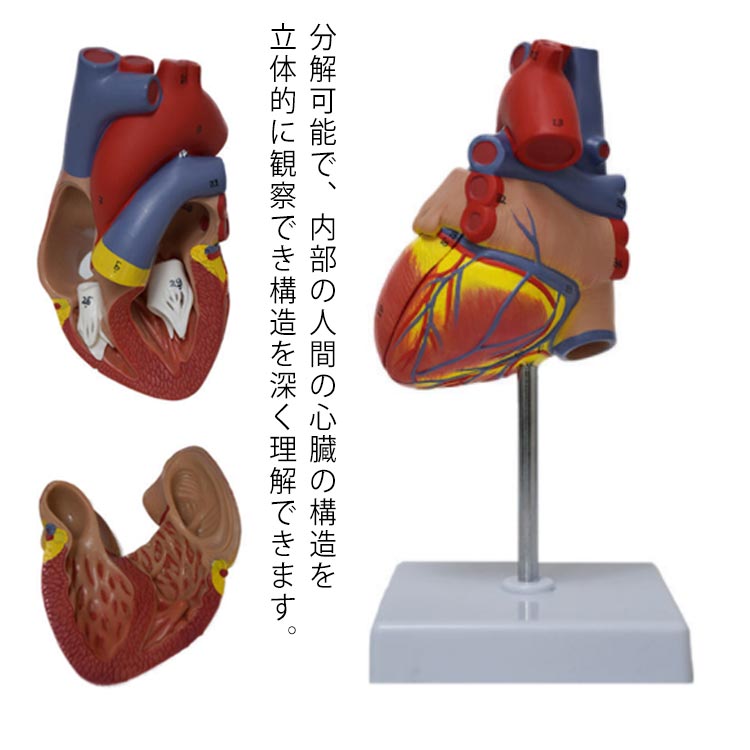 分解可能で、内部の人間の心臓の構造を 立体的に観察でき構造を深く理解できます。パーツの取り外しも可能となっておりますので細かな部分の解説にも非常に使い勝手の良い模型となっております。実物大の心臓を 表現した 模型でございます。模型は非常に精...