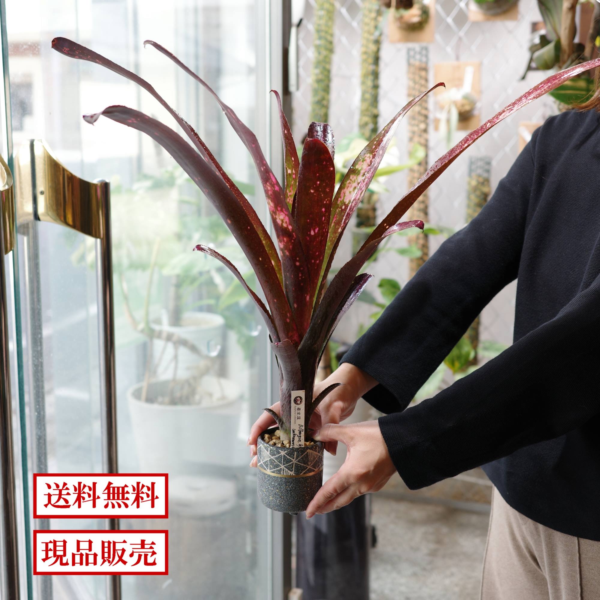 ビルベルギア 品種不明のハイブリッドです。ゴールドのリングに幾何学模様が美しいブラックのモデスポットに植えてありますので、そのままインテリアとして飾ることができます。■撮影日：2026/1/15■サイズ：高さ約50cm × 幅約60cm■お...