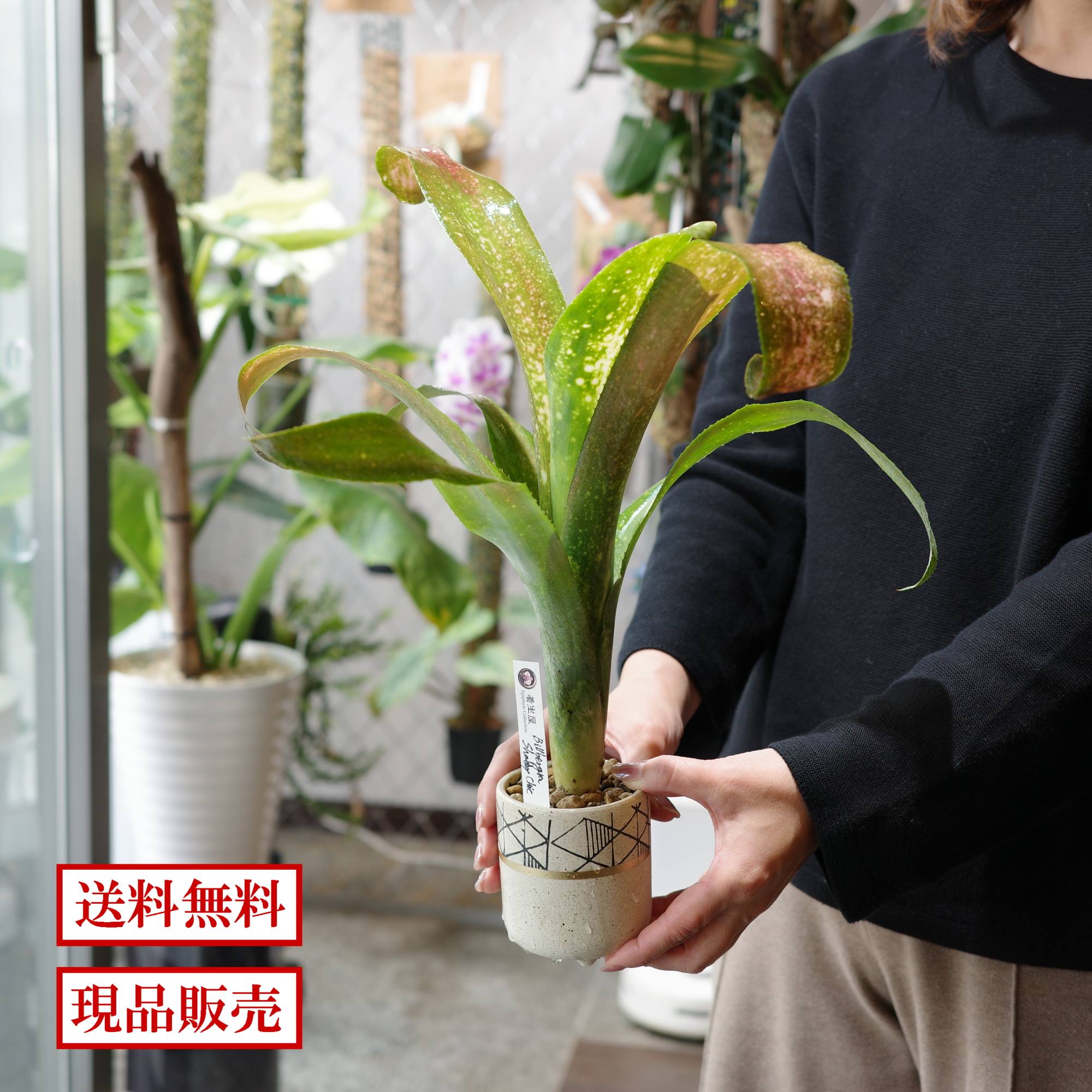 ビルベルギア・シャビーチックのモデスポット植です。ゴールドのリングラインと幾何学模様が特徴のモデスポットに植えているのでインテリアとしてそのまま飾ることができます。■撮影日：2026/1/15■サイズ：高さ約40cm × 幅約35cm■お手...