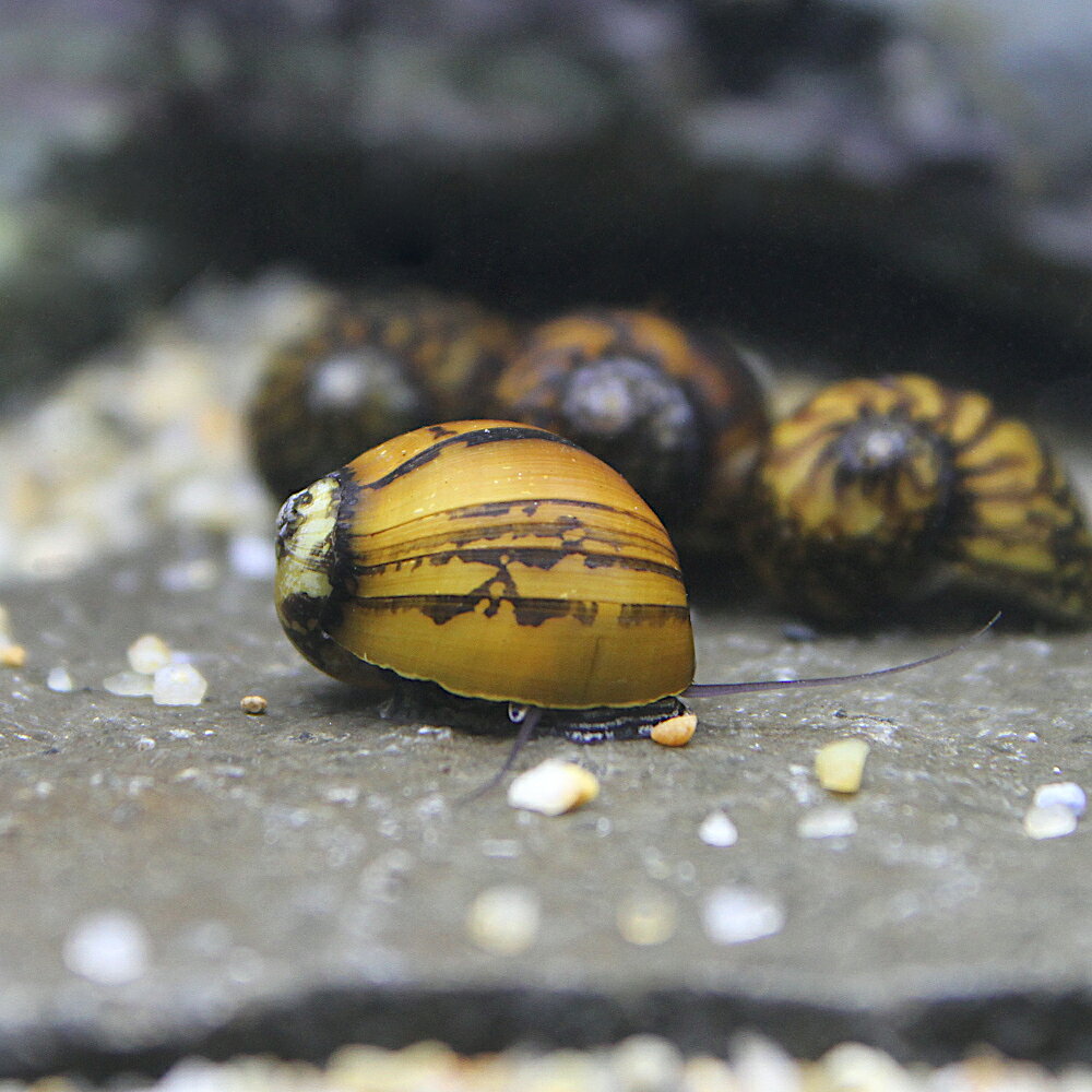 柄が美しく、石巻貝等より大きく存在感があります。若干の殻欠けはご了承ください。お送りする個体は殻径2〜3cm程度です。個体サイズや模様、雌雄の指定についてはお受け致しかねますのでご了承下さい。ムラクモカノコ貝販売名ムラクモカノコ貝学名（※）...