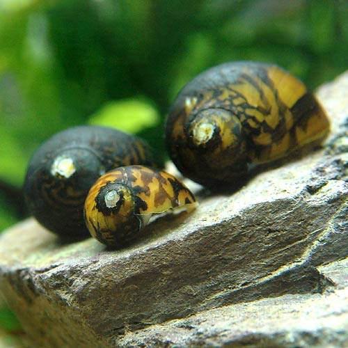 柄が美しく、石巻貝等より大きく存在感があります。若干の殻欠けはご了承ください。お送りする個体は殻径2〜3cm程度です。個体サイズや模様、雌雄の指定についてはお受け致しかねますのでご了承下さい。ムラクモカノコ貝販売名ムラクモカノコ貝学名（※）...