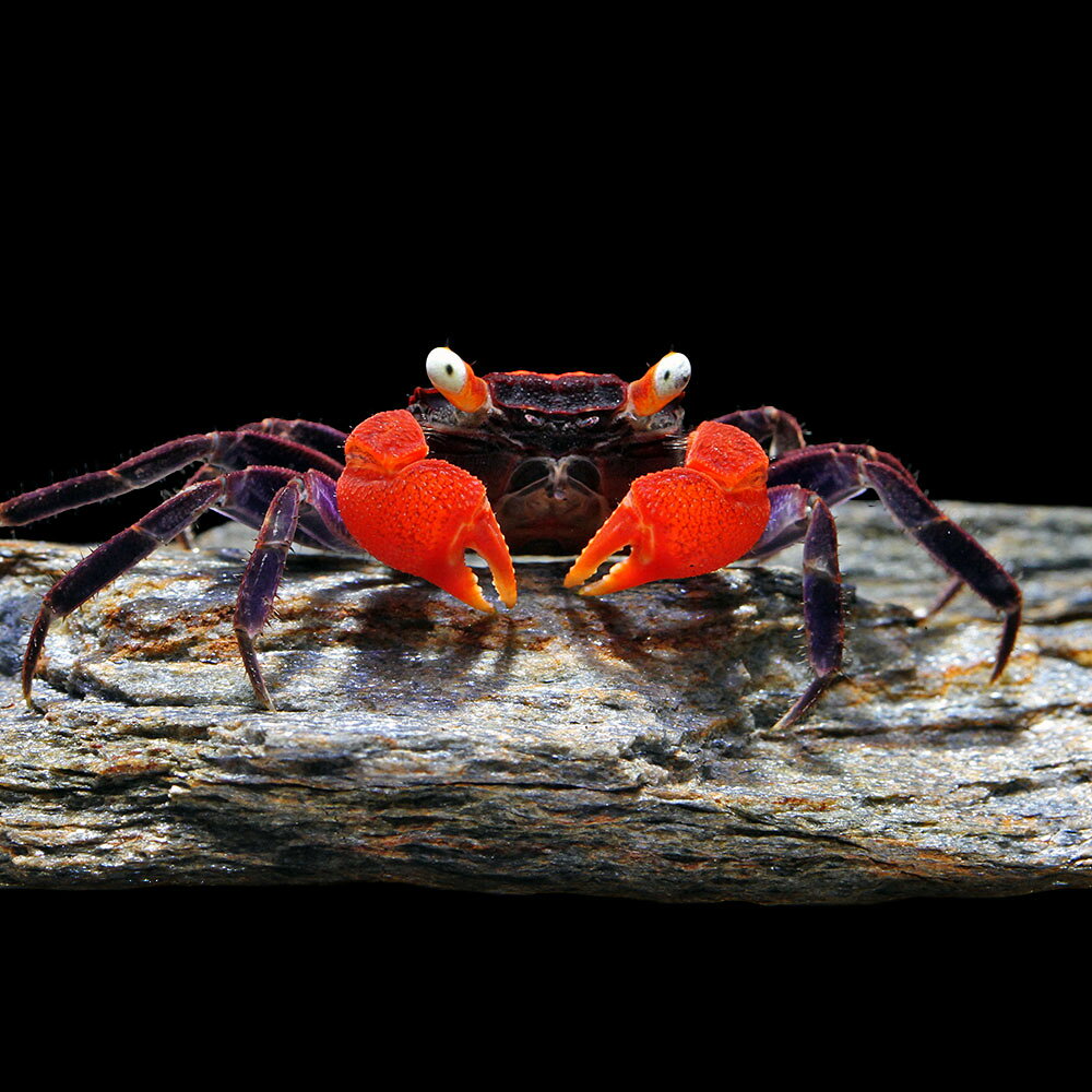 お送りする個体は甲幅0．5cm〜1．5cm程度です。ヒゲや脚が切れている場合がございますが、成長とともに再生してきます。 個体サイズや模様、雌雄の指定についてはお受け致しかねますのでご了承下さい。レッドデビル・クラブ販売名レッドデビル・クラ...