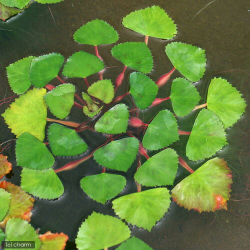 ▼観葉植物の保証について※保証のお手続きには、注文番号が必須となります。必ず記録して保管してください。植物をご購入のお客様（pdf）−トラパ　ナタンス（洋ビシ）発送サイズ−どんな種類？束生に近い互生、葉は菱形、葉縁は葉先半分にかけて鋸歯、葉...