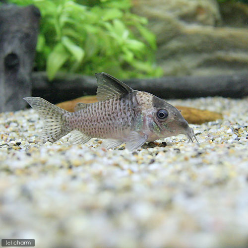 お送りする個体は体長4〜5cm程度です。個体サイズや模様、雌雄の指定についてはお受け致しかねますのでご了承下さい。コリドラス・メラニスタス販売名コリドラス・メラニスタス（ワイルド）Cナンバー—学名（※）Brochis　sp．Corydora...