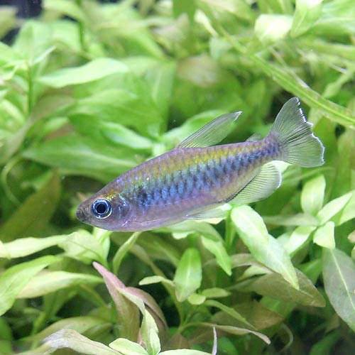 お送りする個体は4〜6cm程度です。魚の性質上、若干のヒレ欠けがある場合がございます。ご了承の上お買い求め下さい。現在、オスの在庫が少ない状況になります。個体サイズや模様、雌雄の指定についてはお受け致しかねますのでご了承下さい。コンゴ・テト...