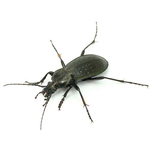 カントウアオオサムシ販売個体について累代：累代：WD産地：群馬県産※お送りする個体は、体長約2．5〜3．5cm程度のものとなります。※ワイルド個体の為、小キズ、1、2か所程度のツメ欠けもしくはフセツ欠けはご了承下さい。別名アオオサムシ学名（...