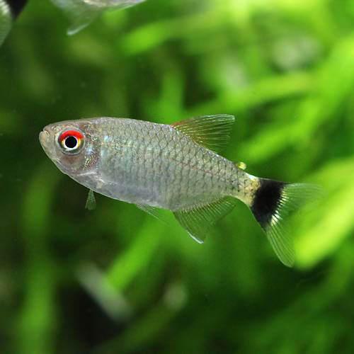 個体の性質上、若干のヒレ欠けがある場合がございます。ご了承の上、お買い求め下さい。お送りする個体は体長約3〜5cm程度です。個体サイズや模様、雌雄の指定についてはお受け致しかねますのでご了承下さい。モンクホーシャ販売名モンクホーシャ学名（※...