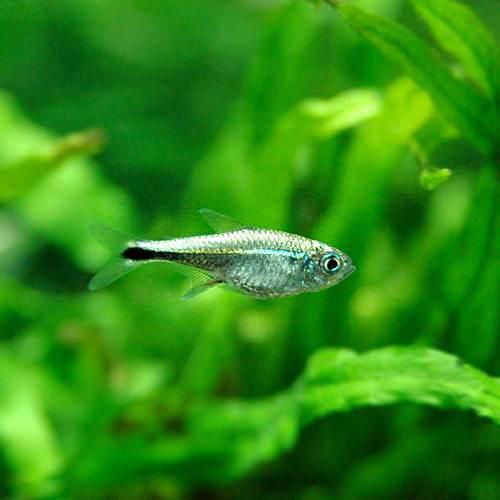 お送りする個体は体長1〜3cm程度です。個体サイズや模様、雌雄の指定についてはお受け致しかねますのでご了承下さい。派手な色ですが、意外に水草水槽に映えますゴールデン・テトラ　“ブルーライン”販売名ゴールデン・テトラ　“ブルーライン”学名（※...