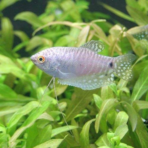 お送りする個体は体長3〜5cm程度です。個体サイズや模様、雌雄の指定についてはお受け致しかねますのでご了承下さい。プラチナ・グラミー販売名プラチナ・グラミー学名（※）Trichogaster　trichopterus　var．（※）…改良品...