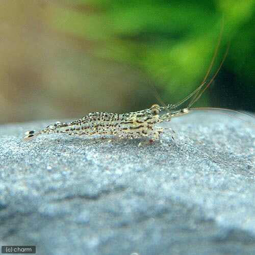 お送りする個体は体長0．5〜2cm程度です。個体サイズや模様、雌雄の指定についてはお受け致しかねますのでご了承下さい。スターリーナイト・シュリンプ販売名スターリーナイト・シュリンプ学名（※）Caridina　sp．（※）…改良品種や学名が不...