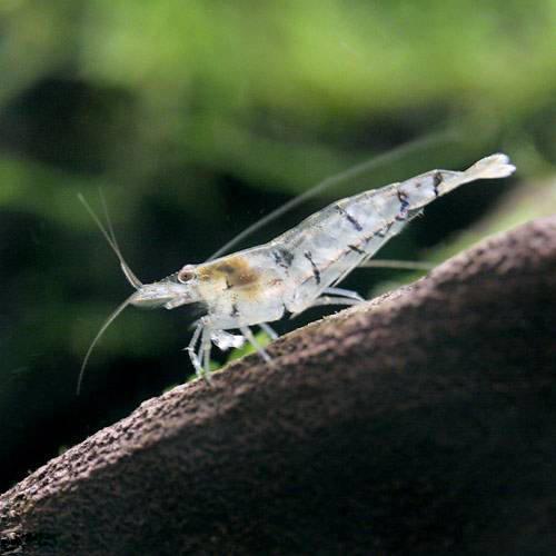 お送りする個体は体長1〜1．5cm程度です。個体サイズや模様、雌雄の指定についてはお受け致しかねますのでご了承下さい。イシガキヌマエビ販売名イシガキヌマエビ学名（※）Neoaridina　ishigakiensisNeoaridina　de...