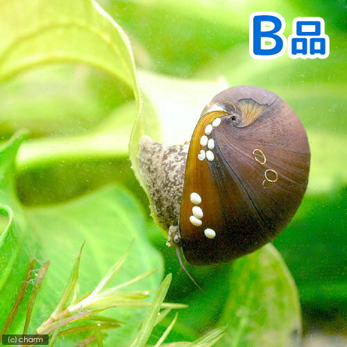 殻欠け、傷等のあるB品個体になります。生体の状態、コケ取りの効果に差は無いので、コケ対策として飼育する場合には問題ありません。お送りする個体は殻径1〜2cm程度です。個体サイズや模様、雌雄の指定についてはお受け致しかねますのでご了承下さい。...