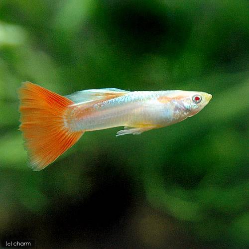 レッドテールタキシードのRREAです。シンガポールで作出された人気品種をRREAとすることでより美しくなっています。個体サイズや模様、雌雄の指定についてはお受け致しかねますのでご了承下さい。RREA・レッドテールタキシード・グッピー（国産グ...