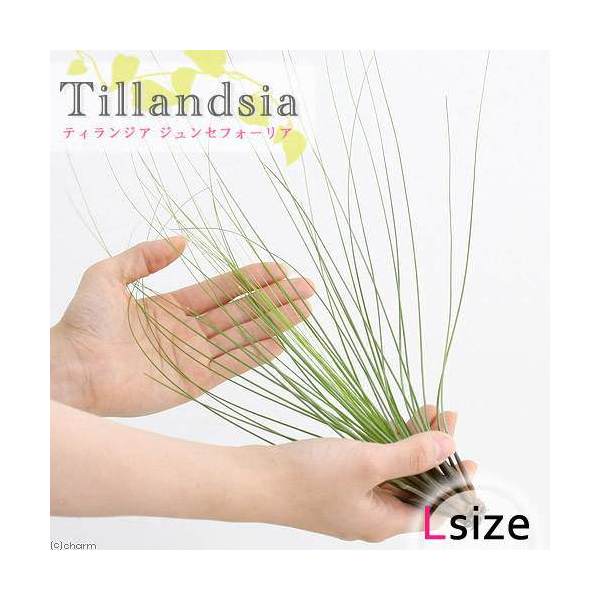 土が不要で簡単に育てられる不思議な植物！上手に育てれば美しい花も楽しめます！ エアープランツは空気中の水分を吸収することによって生長するパイナップル科の植物の総称です。土に植える必要がない為、室内の様々な場所で気軽に飾ることができます。管理...