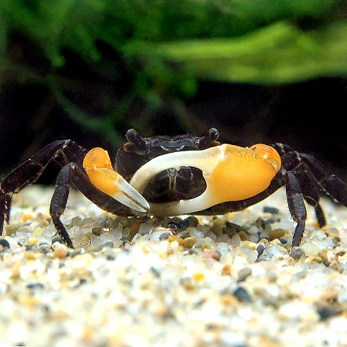 お送りする個体は甲幅1cm〜2cm程度です。ヒゲや脚が切れている場合がございますが、成長とともに再生してきます。 個体サイズや模様、雌雄の指定についてはお受け致しかねますのでご了承下さい。オレンジアーム・クラブ販売名オレンジアーム・クラブ学...