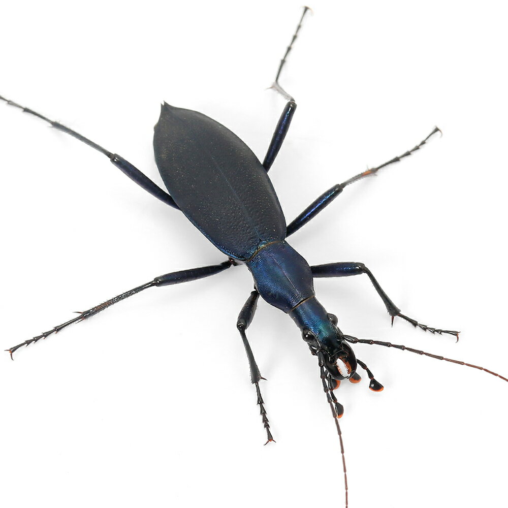 販売生体について累代：WD産地：群馬県産※色彩はおまかせとなります。※採集個体の為、触角やフセツ等に欠けがある場合がございます。予めご了承ください。別名ヒメマイマイ学名（※）Carabus　blaptoides　oxuroides（※）…学...