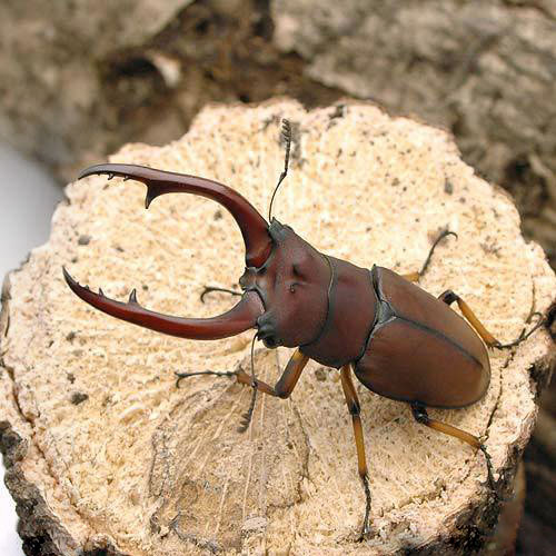 アスタコイデスノコギリクワガタ販売個体についてワイルド個体です※フセツ欠け、足欠け、足の麻痺、顎欠け・多少のスレ・小傷、触覚の欠損、凹み、いずれかがあるB品個体となります。予めご了承ください。別名フタテンアカノコギリクワガタ、アカノコ学名（...