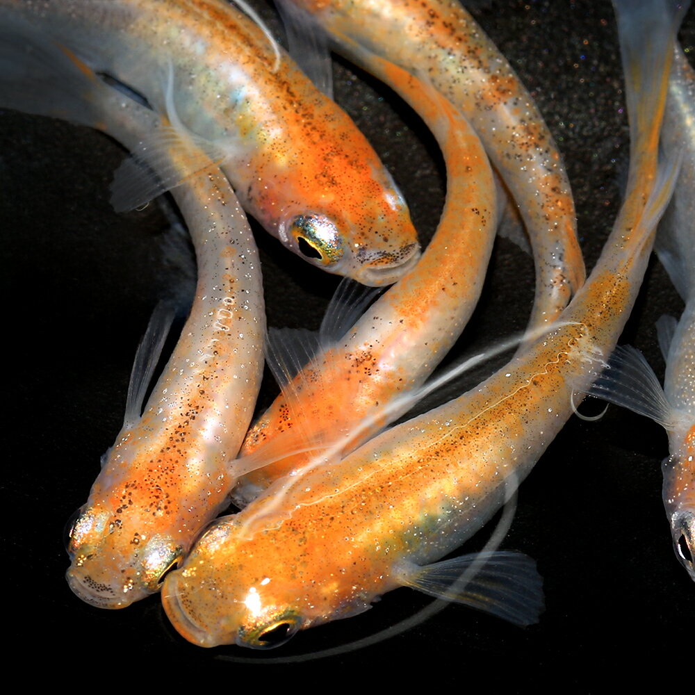 お送りする個体は体長2〜4cm程度です。明るい環境や低床で飼育すると、保護色機能が働き、体色が飛んでしまう事が御座います。エラの透けていない個体も出荷の対象となります。烏城三色メダカ／烏城三色めだか販売名烏城三色メダカ／烏城三色めだか学名（...