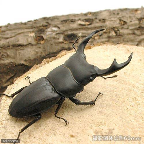 パリーオオクワガタ販売個体について※ワイルド個体の為、小キズ、アゴのヘコミ等はご了承下さい。※フセツ欠け、アゴ欠け、触角欠け等ございます。予めご了承ください。別名リツセマオオクワガタ、リッセマオオクワガタ、リトセマオオクワガタ学名（※）Do...