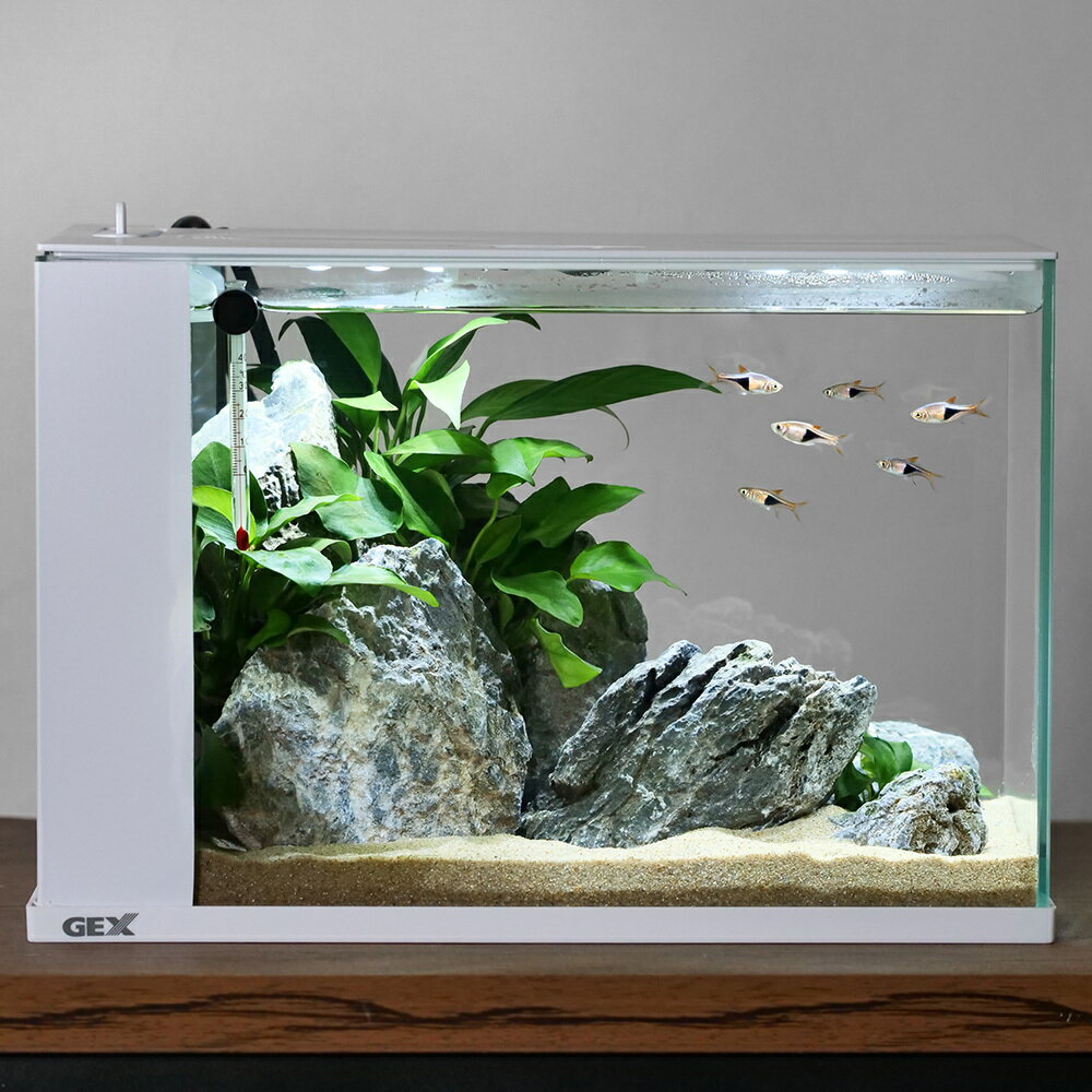 GEX ラクテリア ホワイト アヌビアスレイアウトセット | RIUM