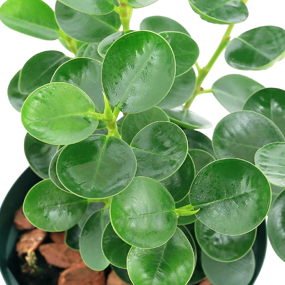 斑入りのパンダガジュマル | ❤️植物に心をトラレマシタ❤️ 斑入りのパンダガジュマル | ❤️植物に心をトラレマシタ❤️