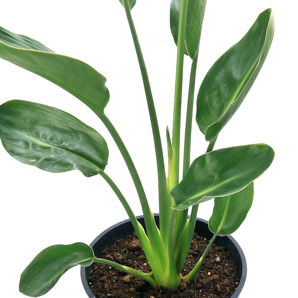 楽天市場】ストレリチア ノンリーフ(観葉植物|花・観葉植物 楽天市場】ストレリチア ノンリーフ(観葉植物|花・観葉植物