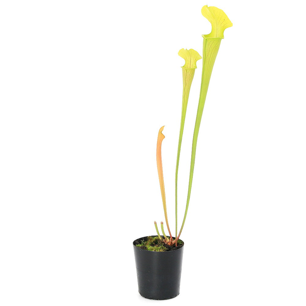 虫を捕食する脅威の植物！一風変わったインテリアにも！サラセニア　アラタ　HFC　3〜4号（1鉢）販売株について●鉢（ポット）径：　約9〜12cm●鉢の種類：プラスチックポット※入荷状況や生長度合いにより高さは異なります。画像はあくまでも目安...