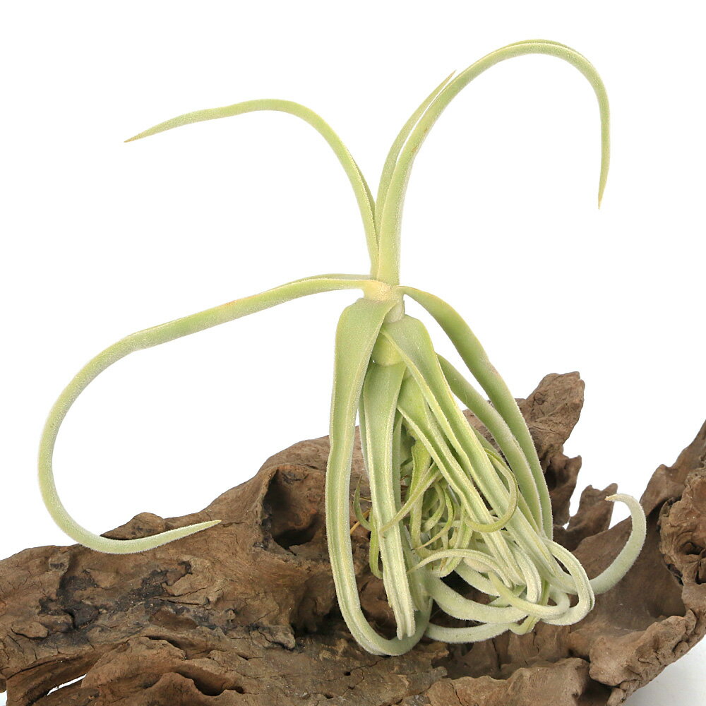土が不要で簡単に育てられる不思議な植物！上手に育てれば美しい花も楽しめます！エアープランツ　チランジア　ドーラティ　Sサイズ（1株）商品名エアープランツ　チランジア　ドーラティ商品サイズ（約）●幅18cm×高さ17cm前後※入荷状況や生育度...