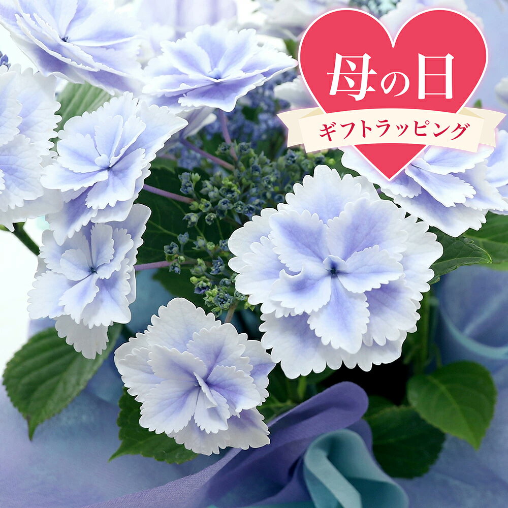 楽天市場】紫陽花 きらきら星の通販 楽天市場】紫陽花 きらきら星の通販