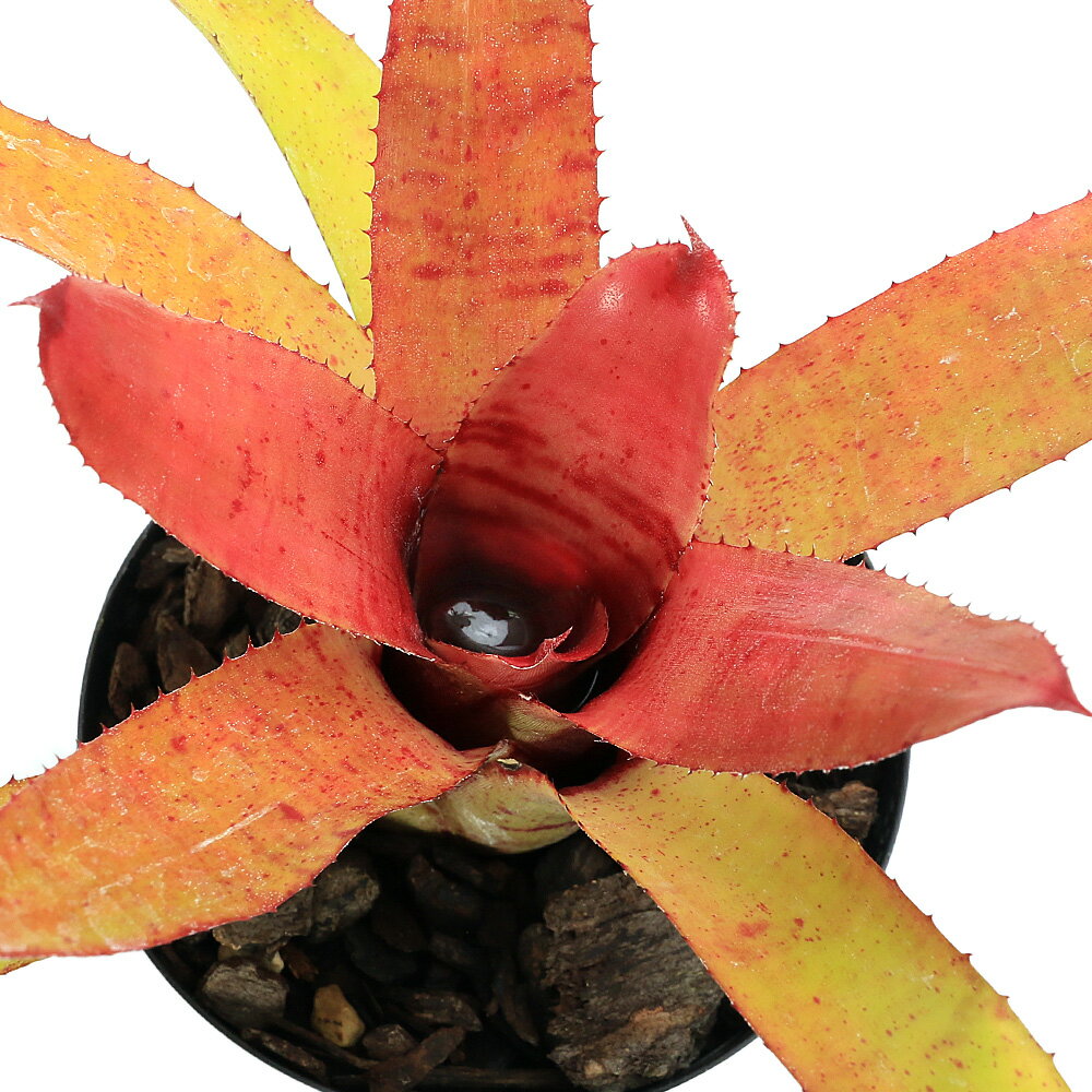 色彩豊かなロゼットが魅せる存在感のあるブロメリアネオレゲリア　シアネア×ジャオ　マルセオ　3号商品サイズ（約）鉢（ポット）：9cm ※入荷状況や季節・生育度合いにより、高さは画像と異なる場合がございます。あくまでも目安としてご覧下さい。鉢の...