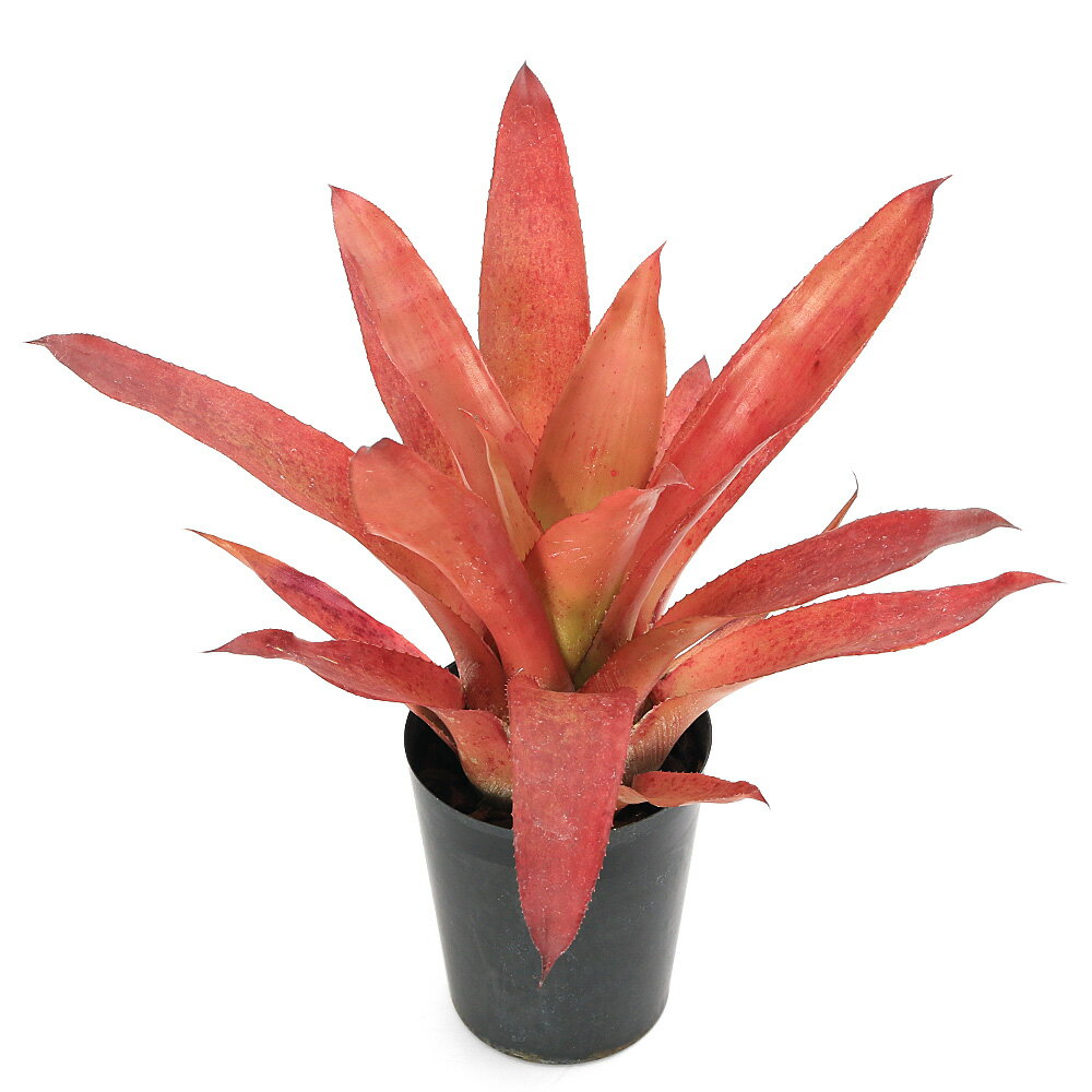 鮮やかな葉色が魅力の小型ブロメリアカニストラム　コレリア—アラウジョイ　3号特徴本種はブラジル大西洋岸林に自生する小型のブロメリアで、葉がロゼット状に広がる端正な姿が特徴です。近縁の種類より葉幅が比較的細く、全体に軽やかな印象があります。着...