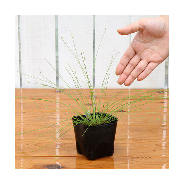 ※秋期から春先にかけての出荷の場合、地上部の葉が一部枯れた状態または地上部が無い状態での出荷となる場合がございます。 冬越しの為の休眠状態ですのでご理解を御願い致します。ハリイ発送サイズビニールポット3号（9cm）どんな種類？カヤツリグサ科...