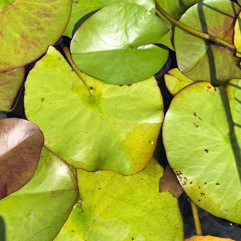 ※スイレン・ハスは水辺植物特有の臭いがする為、屋外で開封する事をお勧めします。紫色の花を咲かせる温帯性睡蓮！温帯性睡蓮（スイレン）（紫）サイアムパープル1品種名サイアムパープル1‘Siam　Purple1’花色紫発送サイズビニールポット（1...