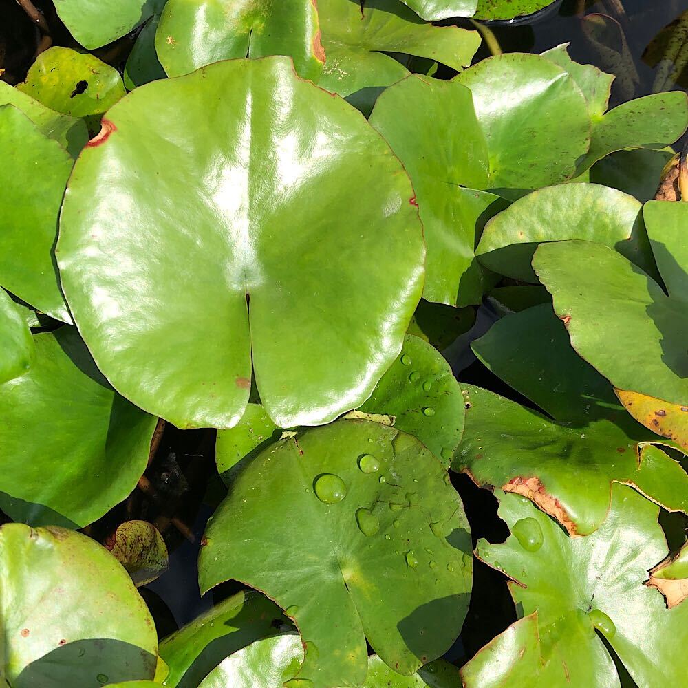 ※スイレン・ハスは水辺植物特有の臭いがする為、屋外で開封する事をお勧めします。温帯性睡蓮（スイレン）（黄）　メキシカーナ　ザッカリーニ品種名メキシカーナ　ザッカリーニ花色黄発送サイズビニールポット（12cm）※初期施肥済性質温帯性（昼咲き）...