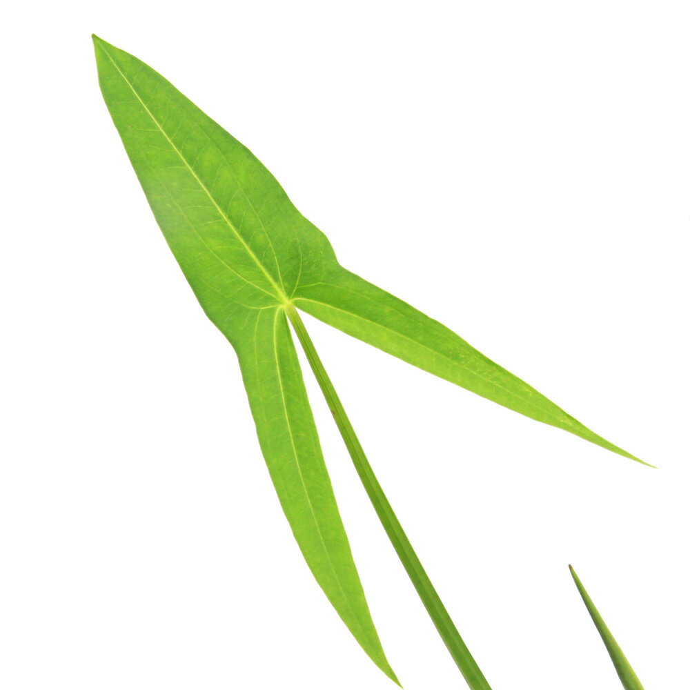 ※秋期から春先にかけての出荷の場合、地上部の葉が一部枯れた状態または地上部が無い状態での出荷となる場合がございます。 冬越しの為の休眠状態ですのでご理解を御願い致します。おせち料理の縁起物！白クワイ発送形態ポット販売どんな種類？クワイは中国...