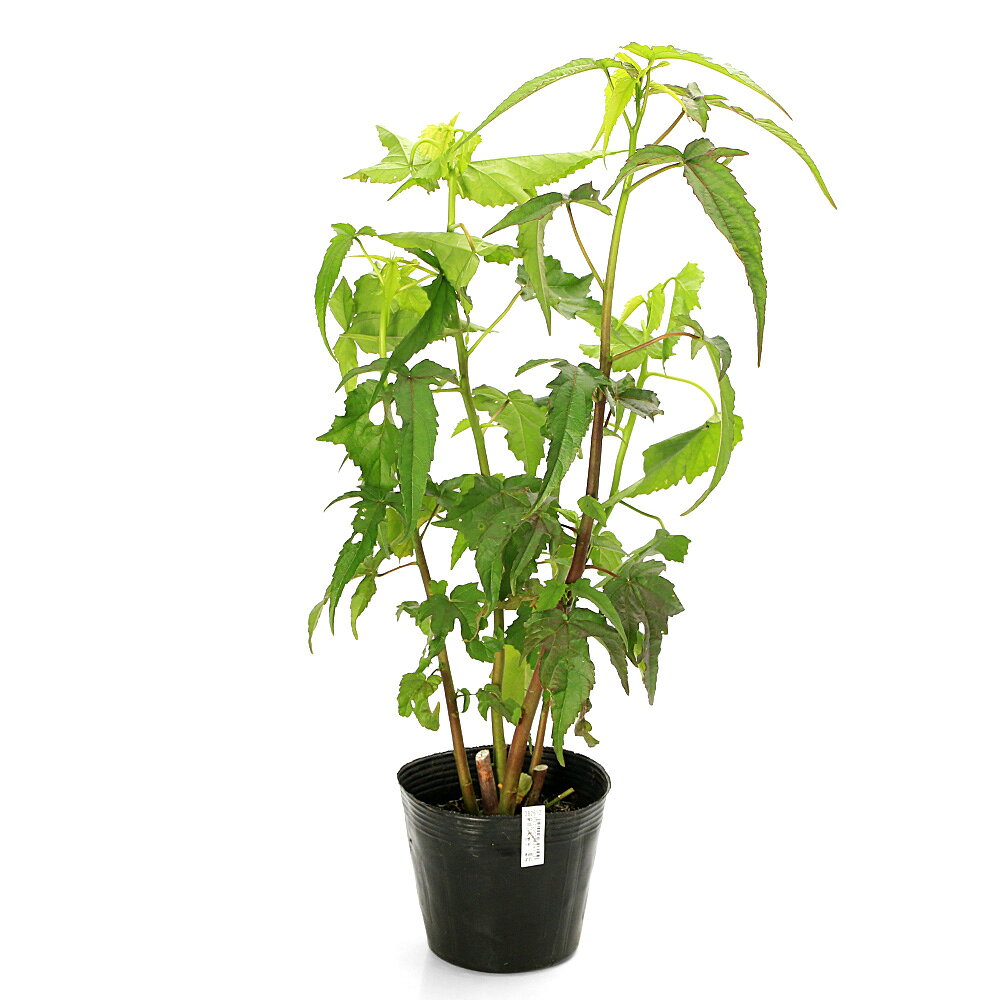 海外ではウォーターハイビスカスとしてビオトープでも親しまれています！！！水生植物　モミジアオイ　3〜4号（1ポット）特徴モミジアオイはアオイ科フヨウ属の宿根草で、北アメリカ原産のハイビスカスの仲間です。草丈は1．5〜2mに生長し、7〜9月に...