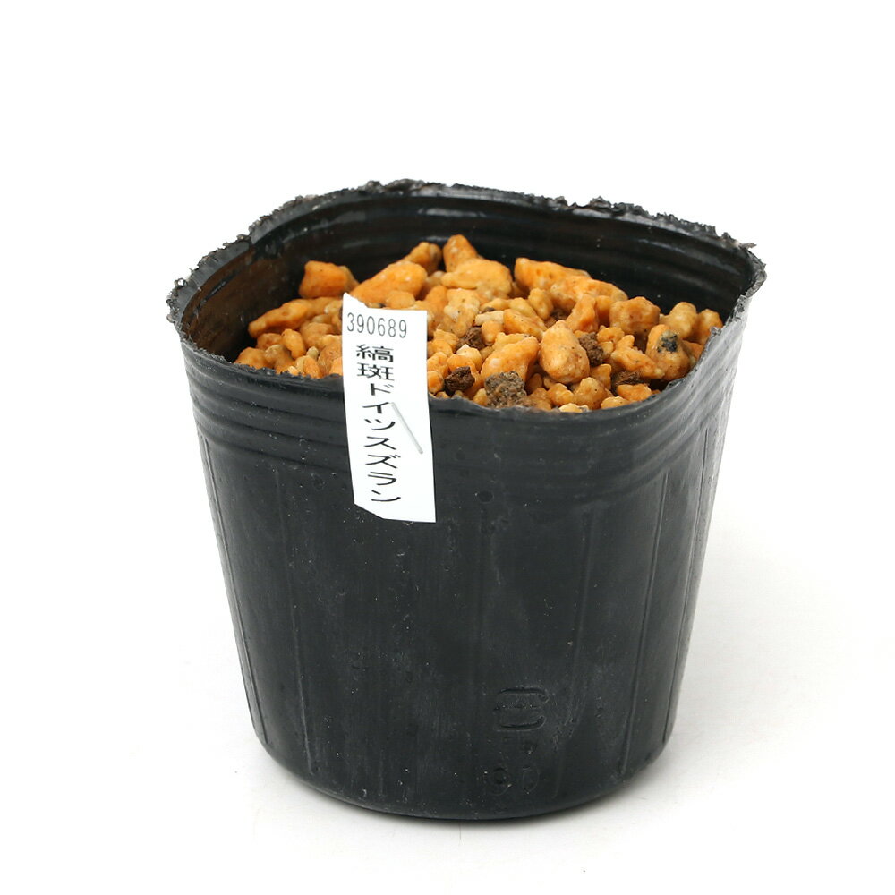 美しい白い花と縞斑で長く楽しめる！山野草　縞斑ドイツスズラン（3ポット）特徴ドイツスズランは鈴のよう白い小さな花をたくさんつけ、花の香りも楽しめることから高原を代表する花として古くから観賞されています。斑入りは葉の観賞価値も高いためグランド...