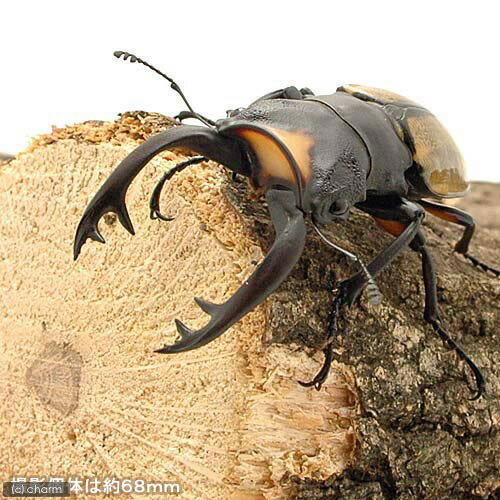 ラコダールツヤクワガタ　スマトラ島アチェ　ブランケジャレン販売個体について入荷日2026年4月※ワイルド個体の為、多少のキズ、ヘコミ等はご了承下さい。※画像はイメージ個体となります。※多少のツメ欠け、フセツ欠けはご了承下さい。別名—学名（※...