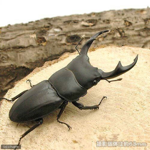 パリーオオクワガタ入荷日2025年11月25日販売個体について累代：WD産地：インドネシア　東ジャワ　イジェン産※小キズ、アゴのヘコミ、多少のツメ・触角・アゴ先の欠け等があるB品個体のペアとなります。※メス個体はフリーサイズです。※画像はイ...