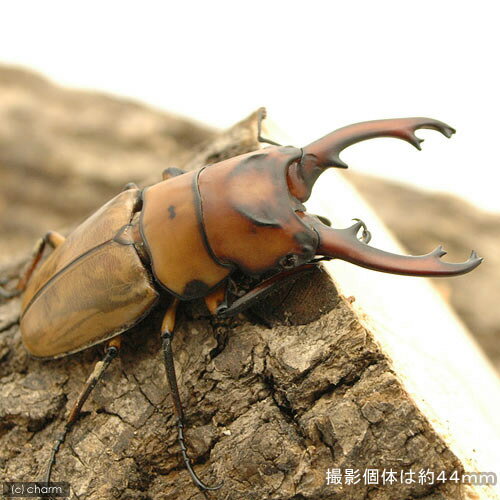 オキピタリスノコギリクワガタ入荷日2026年4月販売個体についてパロロ・パル産 ワイルド個体の為、小キズ、アゴのヘコミ等はご了承下さい。 若干のツメ欠けはご容赦ください。別名ミツボシノコギリクワガタ学名（※）Prosopocoilus　oc...