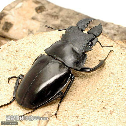 ラティペンニスツヤクワガタ販売個体についてワイルド個体となりますため、多少の傷や大顎先端の若干の欠け等はご了承下さい。別名クギヌキクワガタ学名（※）Odontolabis　latipennis（※）…学名が不明の種は流通名での記載の場合があ...