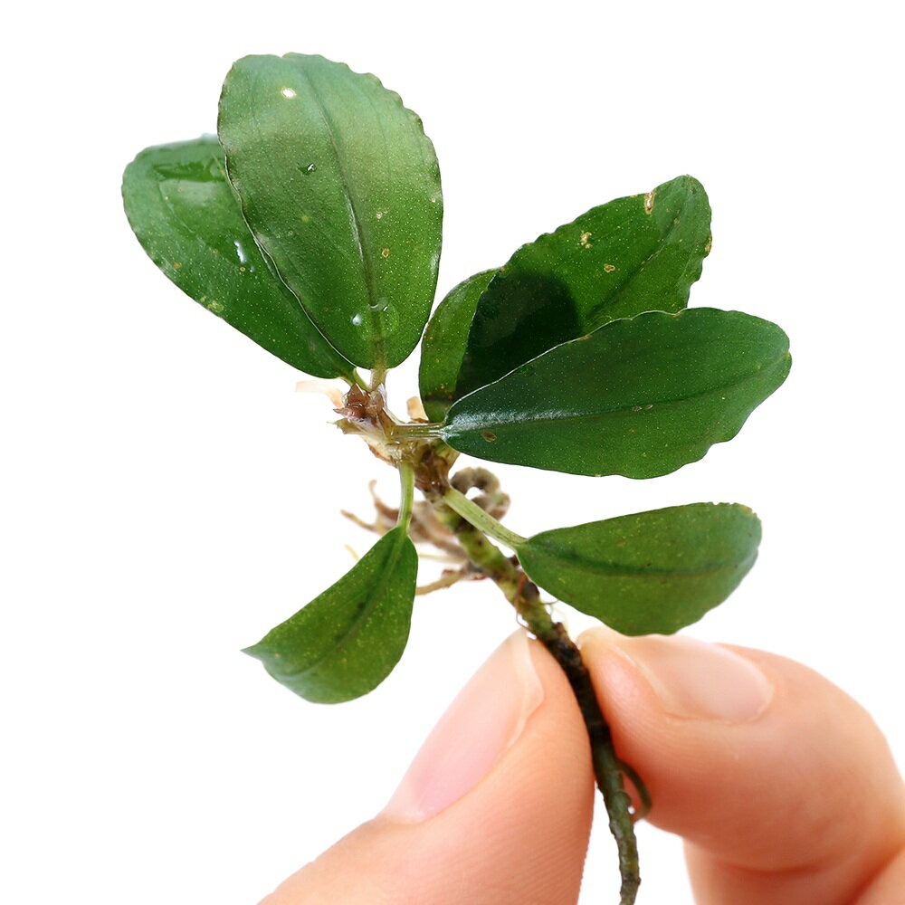 Kn便のブセファランドラです！ブセファランドラsp．レインボーセンチピード（水上葉）（1株）発送サイズ（株）草丈約5〜15cm程度※入荷状況や育成状況によりサイズは変化いたします。残留農薬状態無農薬別名ブケファランドラ学名（※）Buceph...