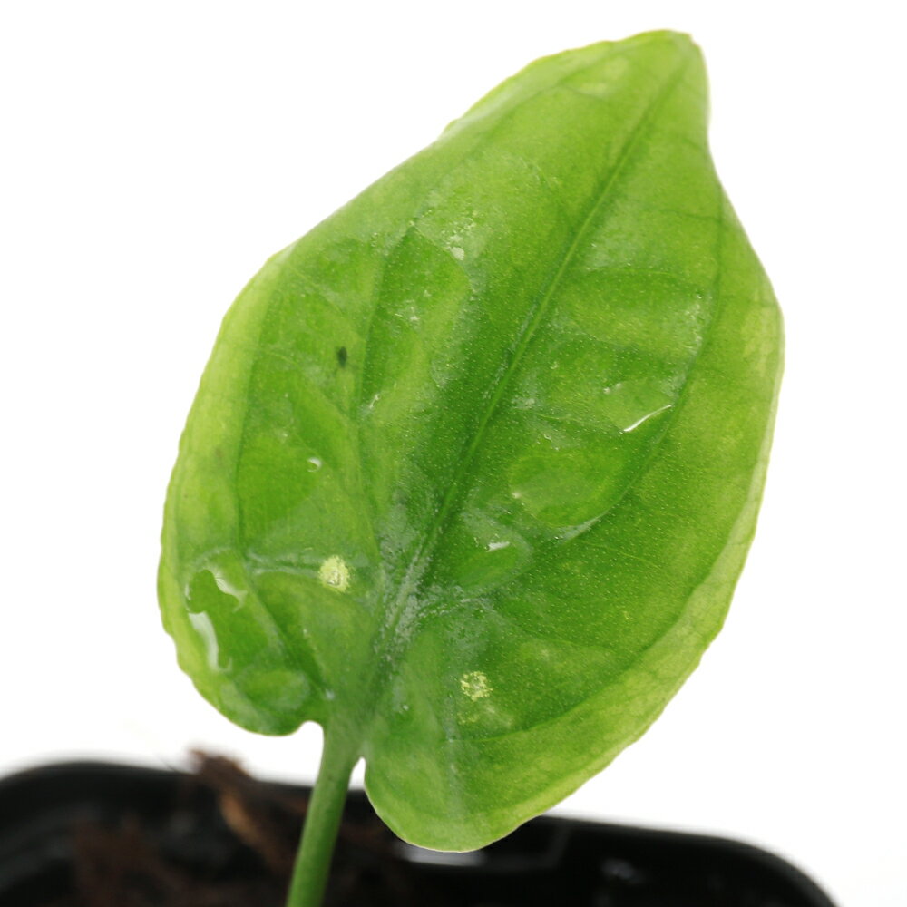 クリプトコリネ　ミニマ　Atje　Takengon　Aceh産発送サイズ約1cm〜学名（※）Cryptocoryne　minima（※）…改良品種や学名が不明の種は流通名での記載の場合があります。分類サトイモ科（Araceae）クリプトコリ...
