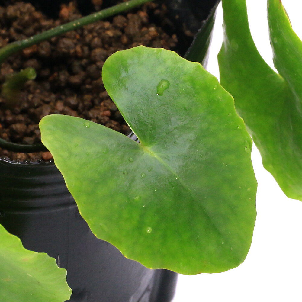 ※秋期から春先にかけての出荷の場合、地上部の葉が一部枯れた状態での出荷となる場合がございます。 冬越しの為の休眠状態ですのでご理解を御願い致します。※成長状態により出荷サイズには差異がございます。また、1ポットあたりのボリュームも異なる場合...