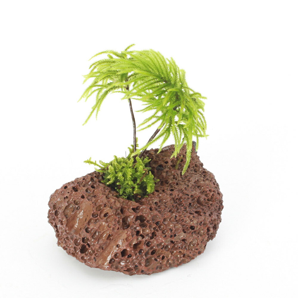 苔盆栽・益子焼溶岩・抗火石鉢陶器鉢こけだま苔・単品流木・石付き癒しのミニ苔苔テラリウムシリーズフサフサした立体感のある大型のコケの仲間！コウヤノマンネングサを穴あき溶岩石にに挿しコケで押さえた商品になります。置くだけで簡単レイアウト完了です...