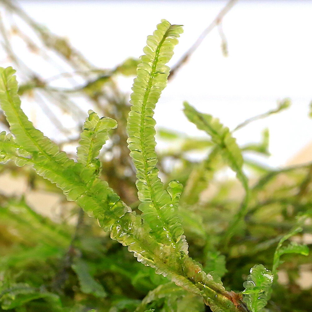 苔盆栽・益子焼溶岩・抗火石鉢陶器鉢こけだま苔・単品流木・石付き癒しのミニ苔苔テラリウムシリーズ湿度のある場所の岩上、樹幹上などに生育している光沢感が美しい苔！リボンゴケ販売名リボンゴケパックサイズ半パック・・・約10×8cm別名リボンゴケ学...