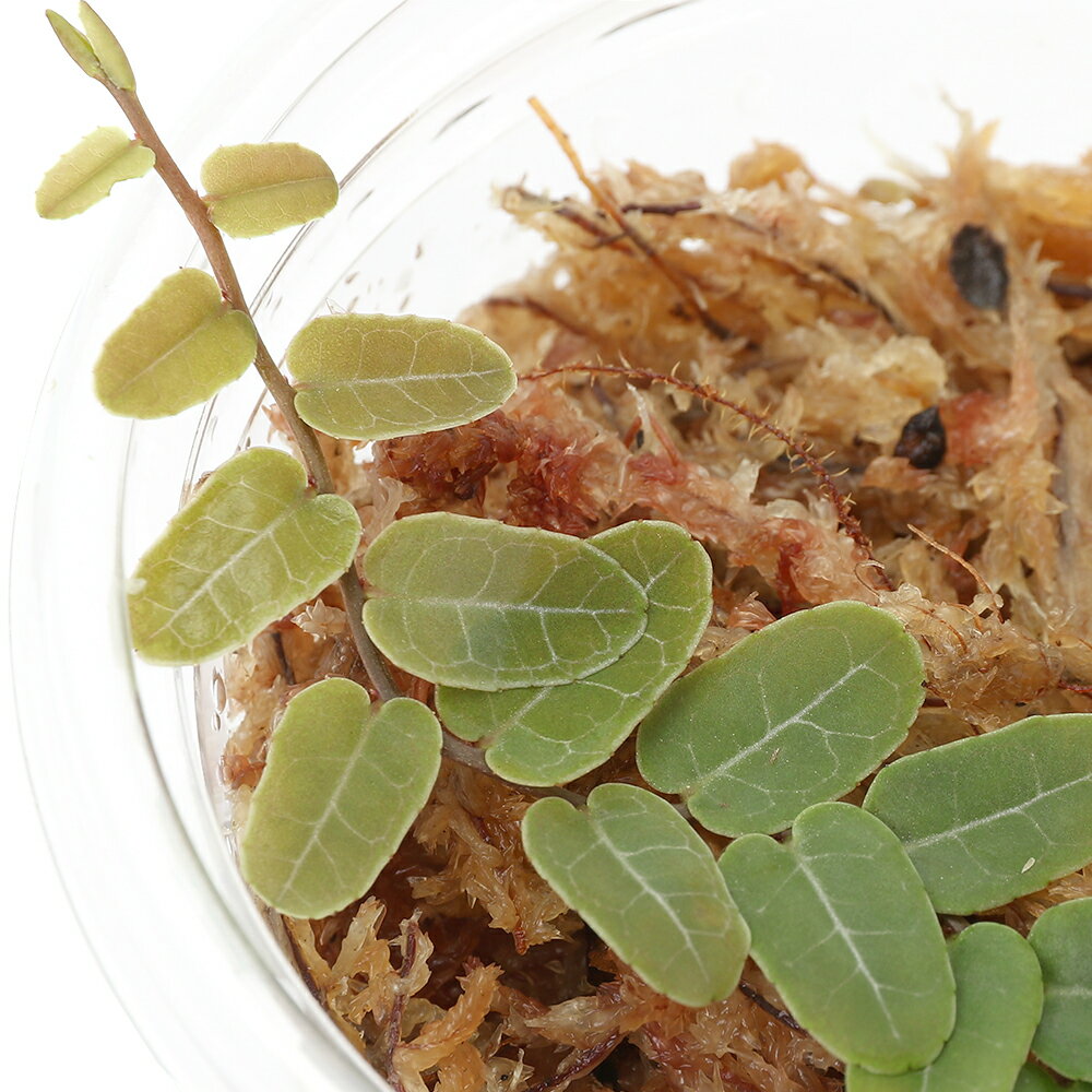 楕円の葉に葉脈が美しいクライマー植物！マルクグラビアsp．Iquitos　Peru発送サイズ（カップ）直径:約10．5cm学名（※）Marcgravia　sp．（※）…改良品種や学名が不明の種は流通名での記載の場合があります。分類マルクグラ...