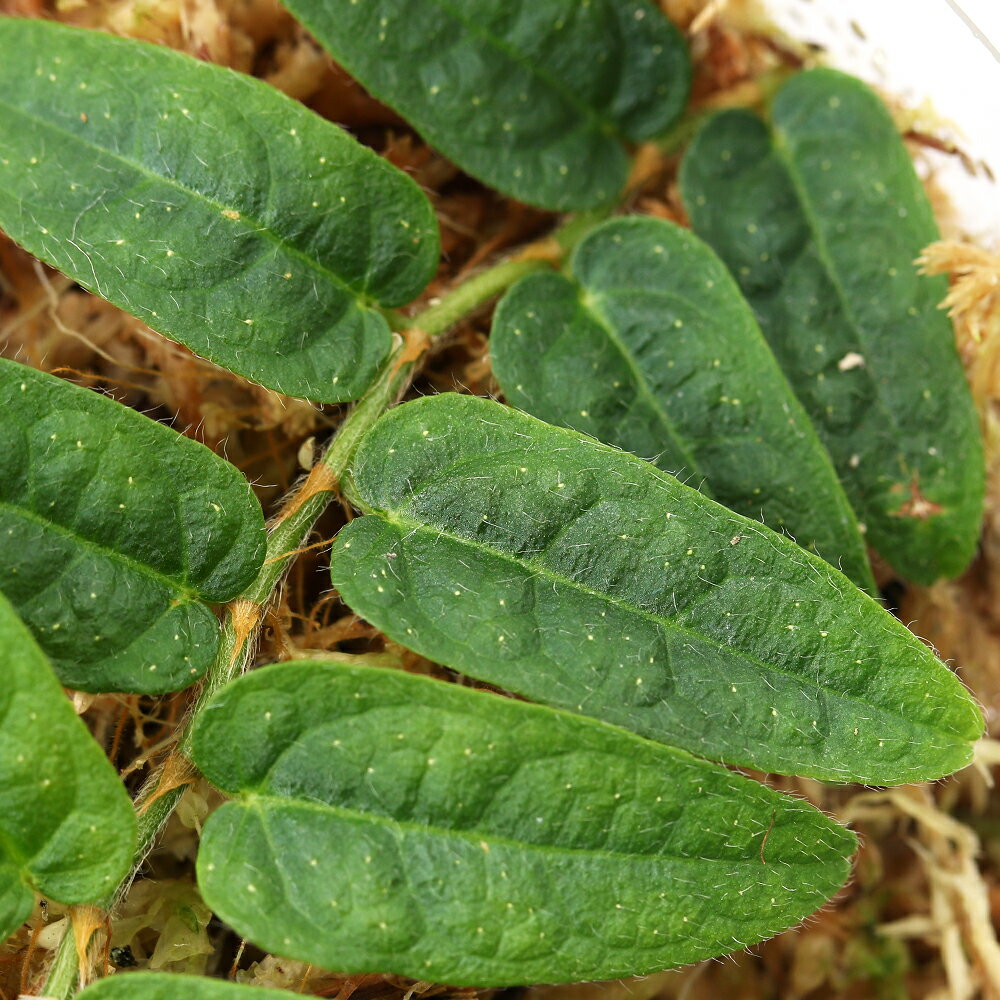 細葉のフィカス！フィカスsp．Sungau　Kalimantan　Balat発送サイズ（カップ）直径：10。5cm程度※植物の長さは発送時期により前後します。学名（※）Ficas　sp．（※）…改良品種や学名が不明の種は流通名での記載の場合...